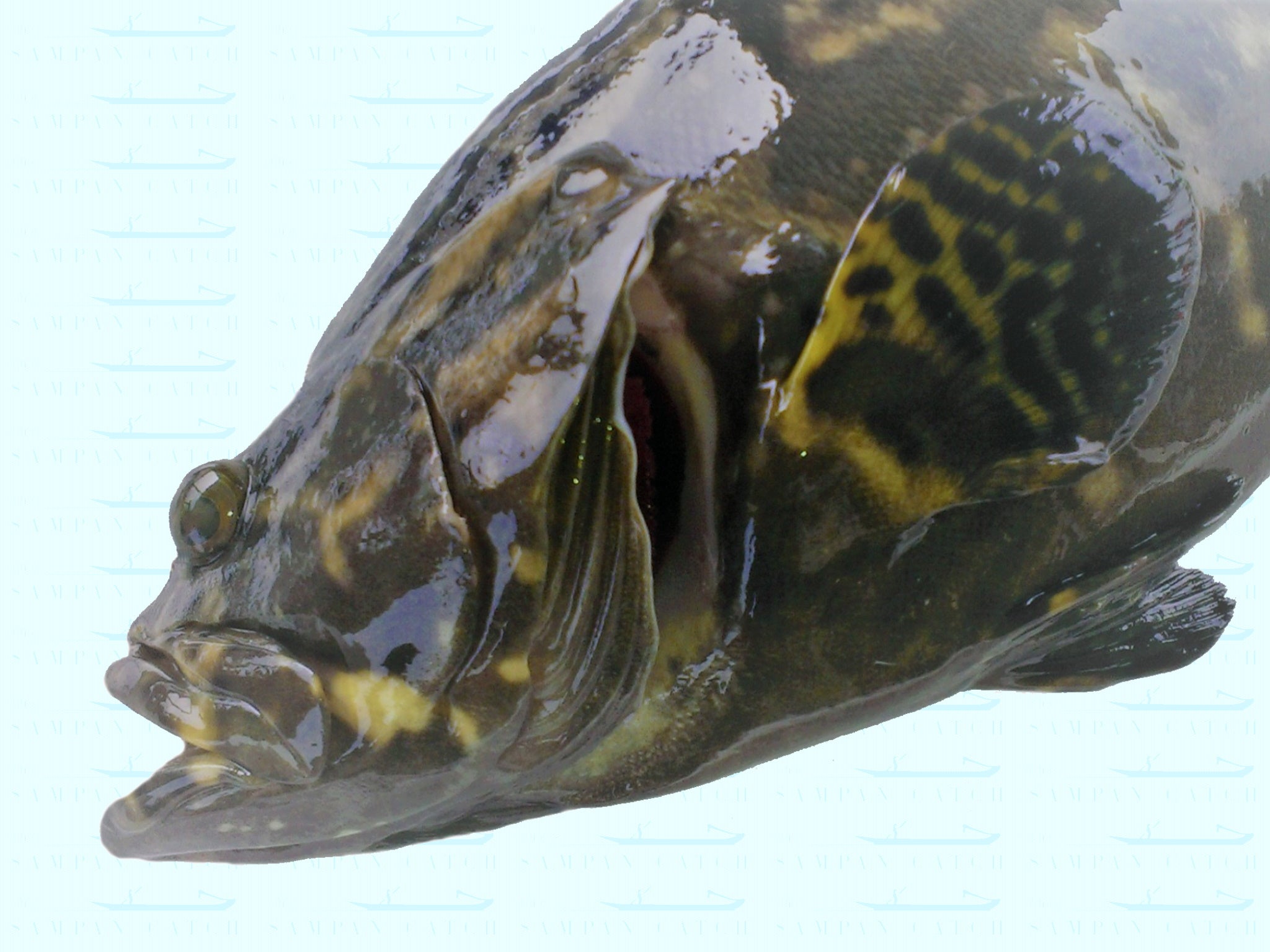 The Sampan Catch - Fresh fish from our farm to your home